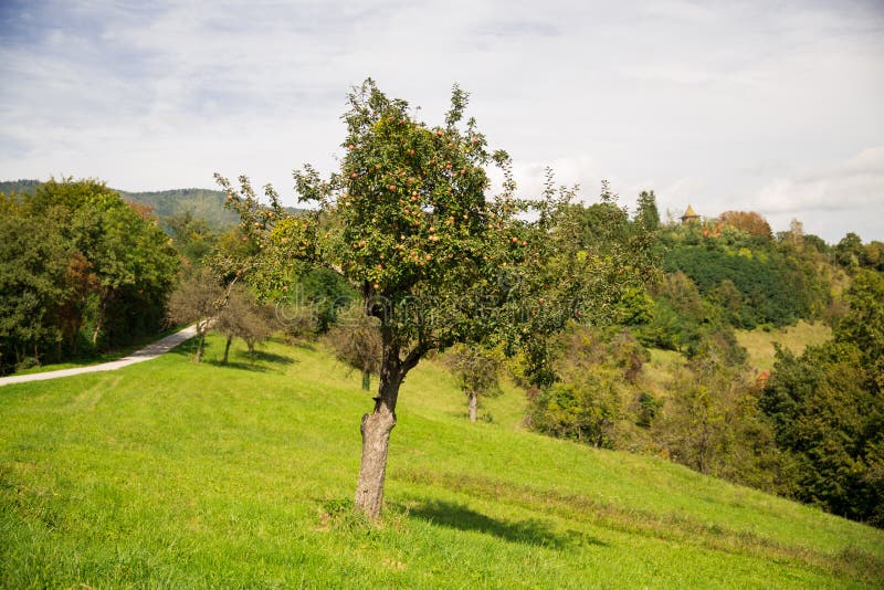Apple-tree in the field stock image. Image of garden - 44788909
