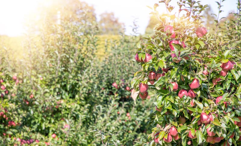 Apple tree in the field stock image. Image of blue, grass - 232511461