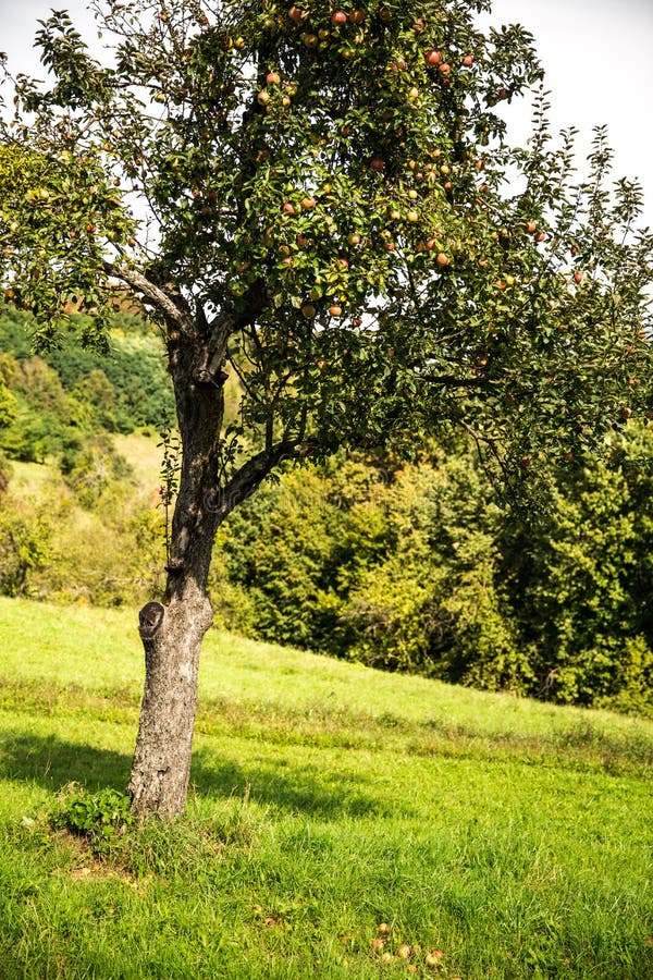 15,412 Apple Field Tree Photos - Free & Royalty-Free Stock Photos from ...