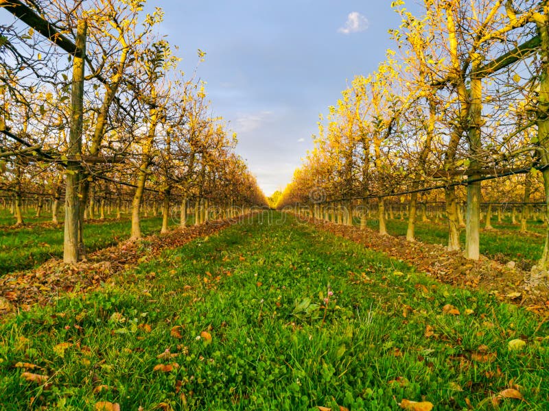 Apple Tree Fields in the Rays of the Setting Sun Stock Image - Image of ...