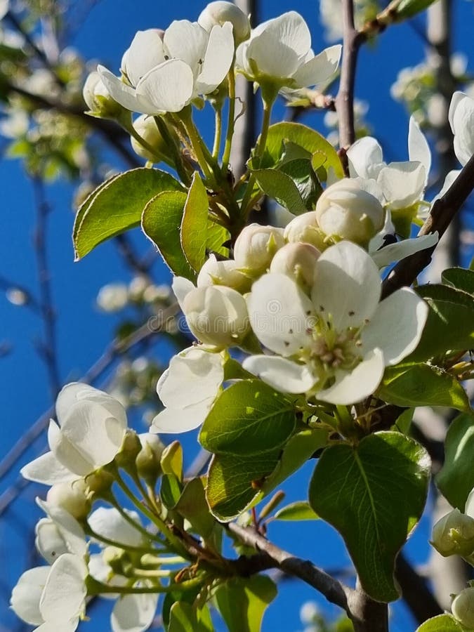Apple tree in flower stock image. Image of blue, white - 357729465