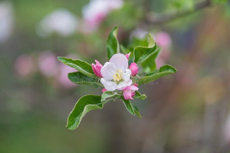 Apple tree flower blooming stock image. Image of beautiful - 179773835