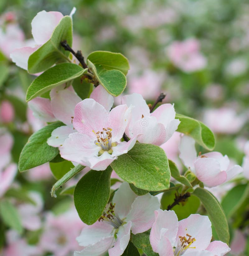 Apple tree flower blossom stock image. Image of blue - 40734493