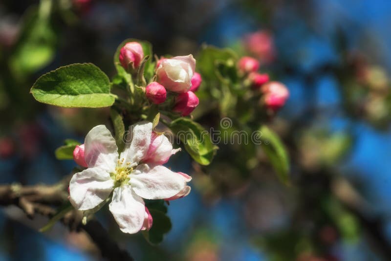 Apple Tree Flower Blossoming in Spring with Blue Sky Background Stock ...