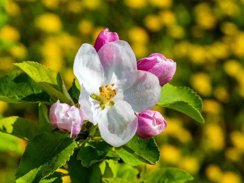 Apple flower closeup stock photo. Image of delicacy - 151442916
