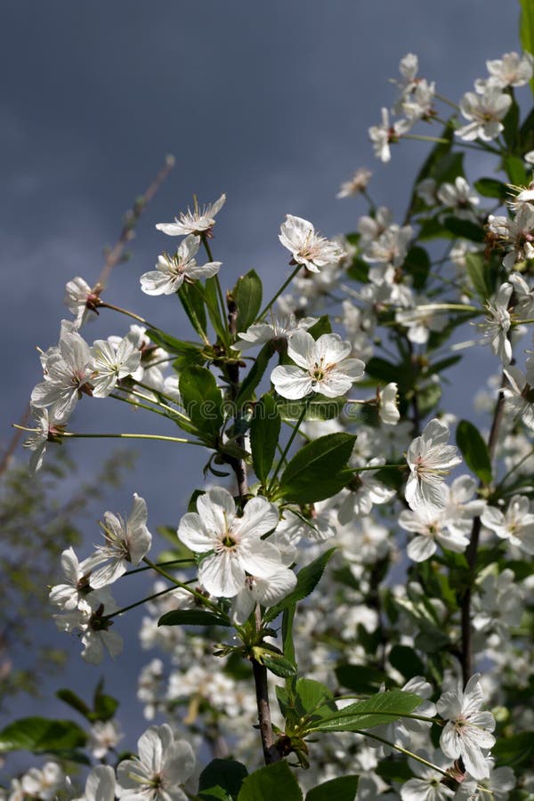 Apple tree flower buds stock photo. Image of shrub, bloom - 90910724