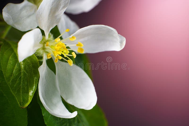 Apple Tree Flower Close Up stock photo. Image of copy - 244187722