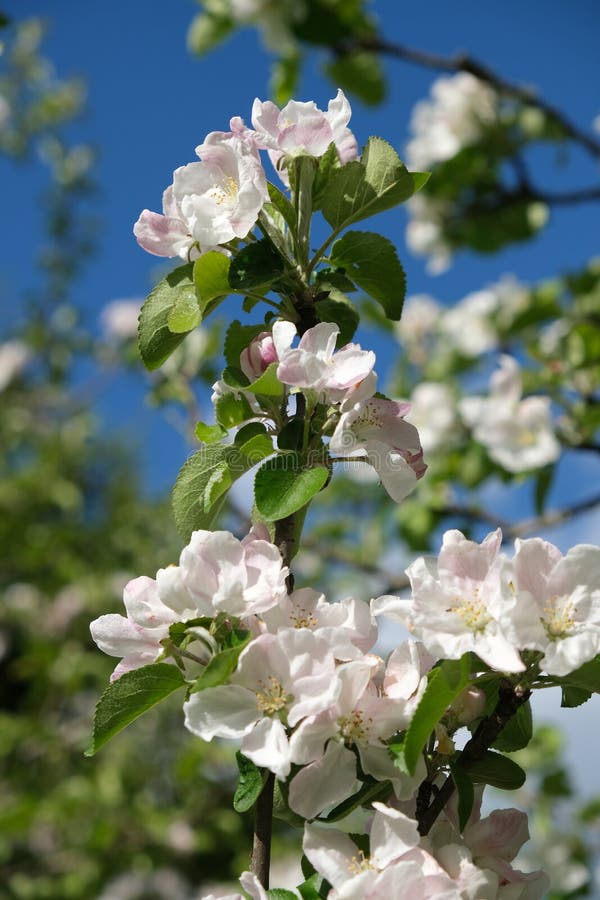 Apple Tree during Flowering Day Photo Stock Photo - Image of botany ...