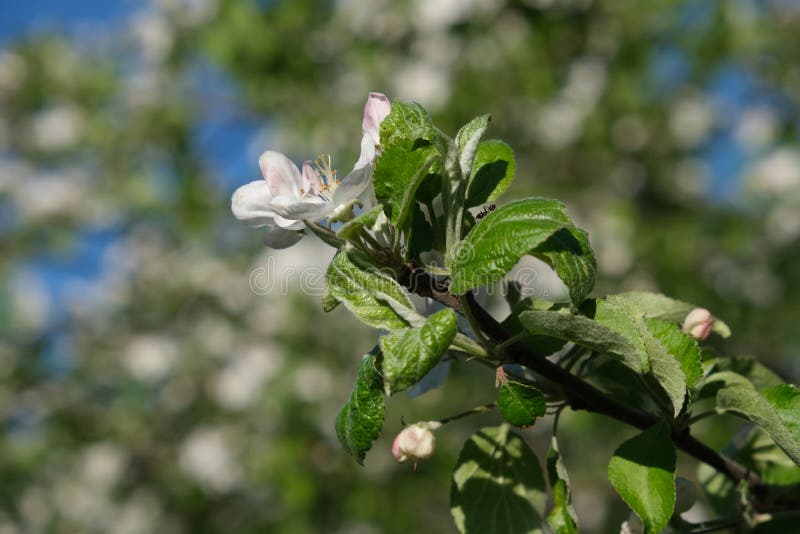 Apple Tree during Flowering Day Photo Stock Photo - Image of springtime ...