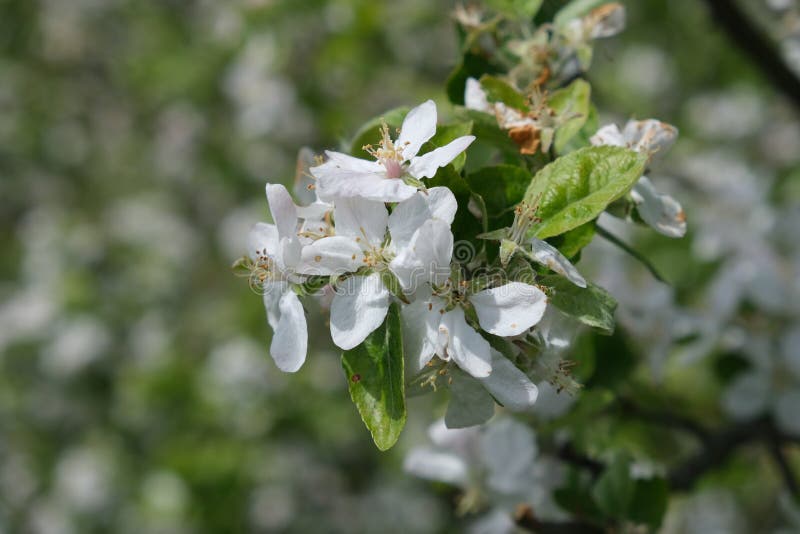 Apple Tree during Flowering Day Photo Stock Photo - Image of orchard ...