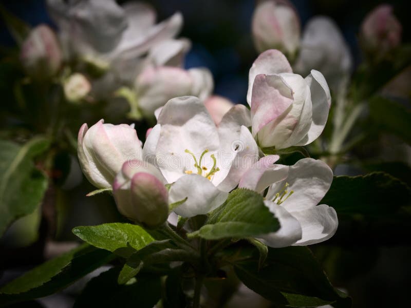 Apple-tree flowering stock image. Image of pistil, tree - 97111787