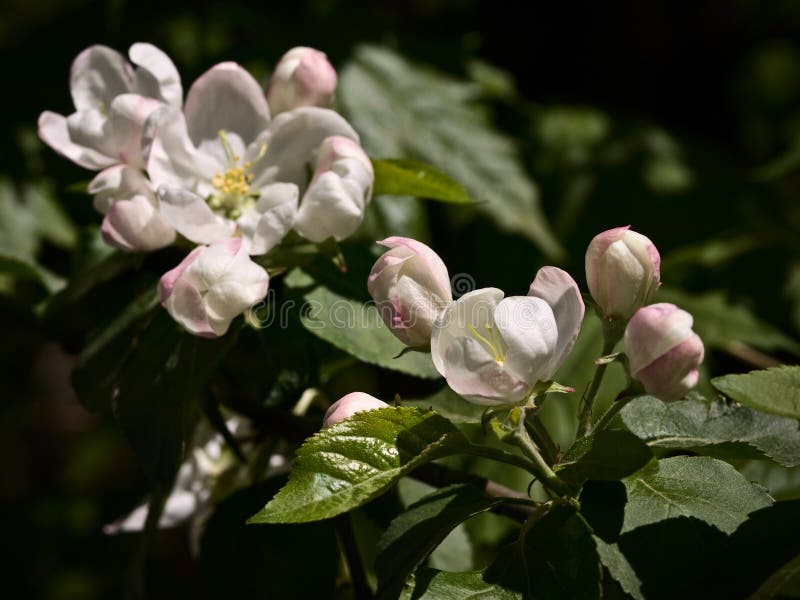 Apple-tree flowering stock image. Image of leaf, flowers - 97111915