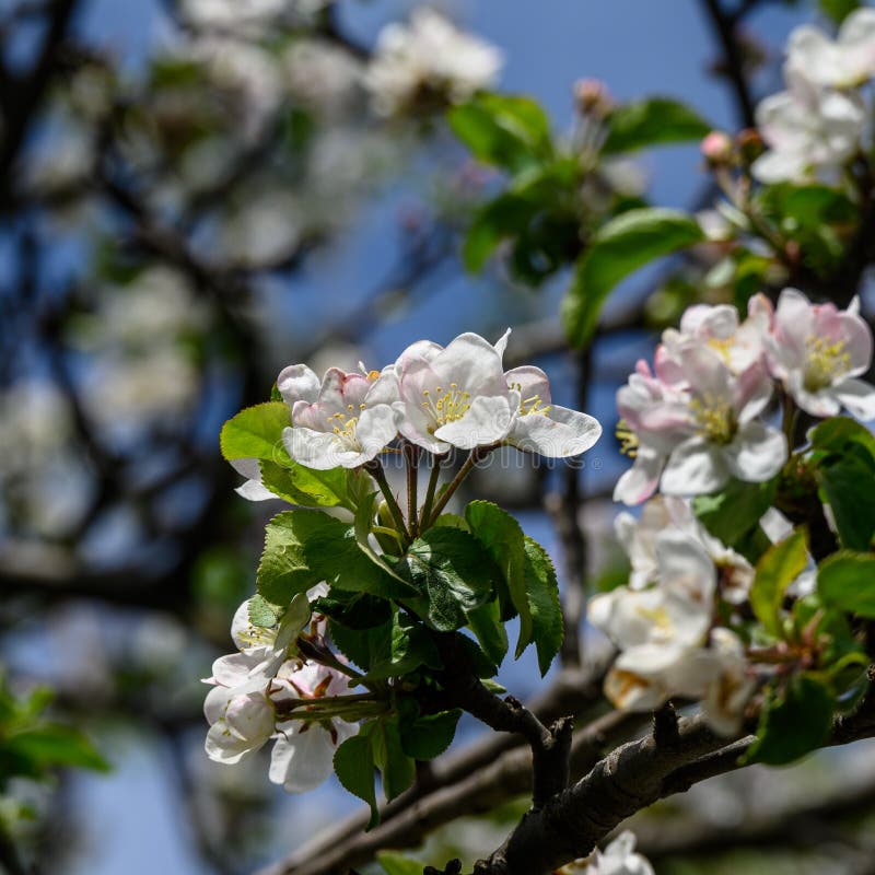 Apple Tree Flowering in Springtime Stock Image - Image of blossom ...