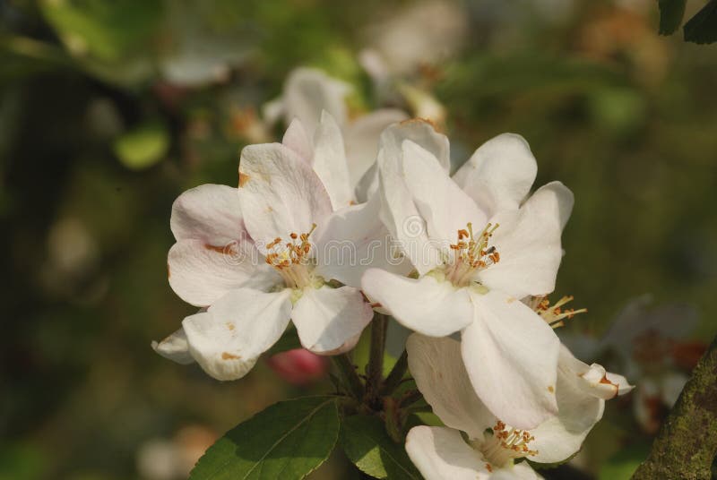 Apple tree flowers stock image. Image of bright, nature - 172809739