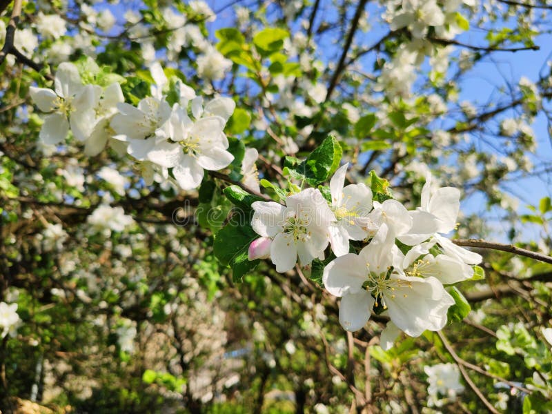 Apple tree flowers blossom stock image. Image of soft - 326617889