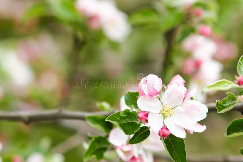 Apple tree with flowers stock photo. Image of pattern - 198413498