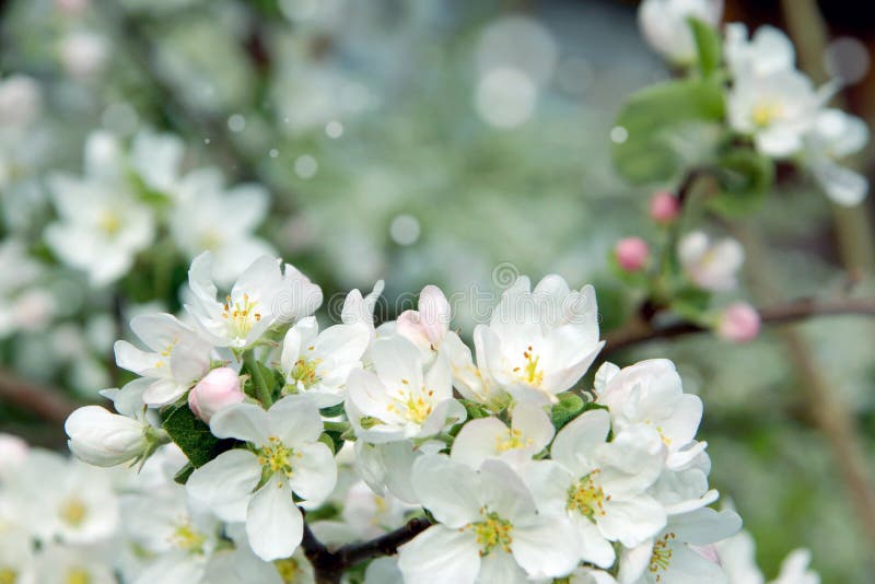 Apple Tree Flowers on Branches in the Garden in Early Spring Stock ...