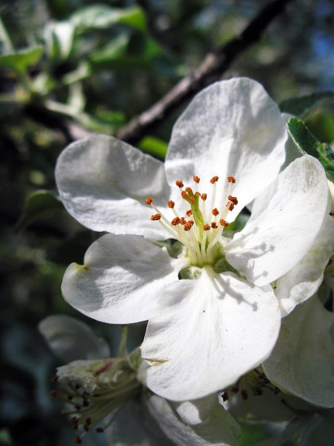 Apple tree flowers stock photo. Image of plants, nature - 30763710