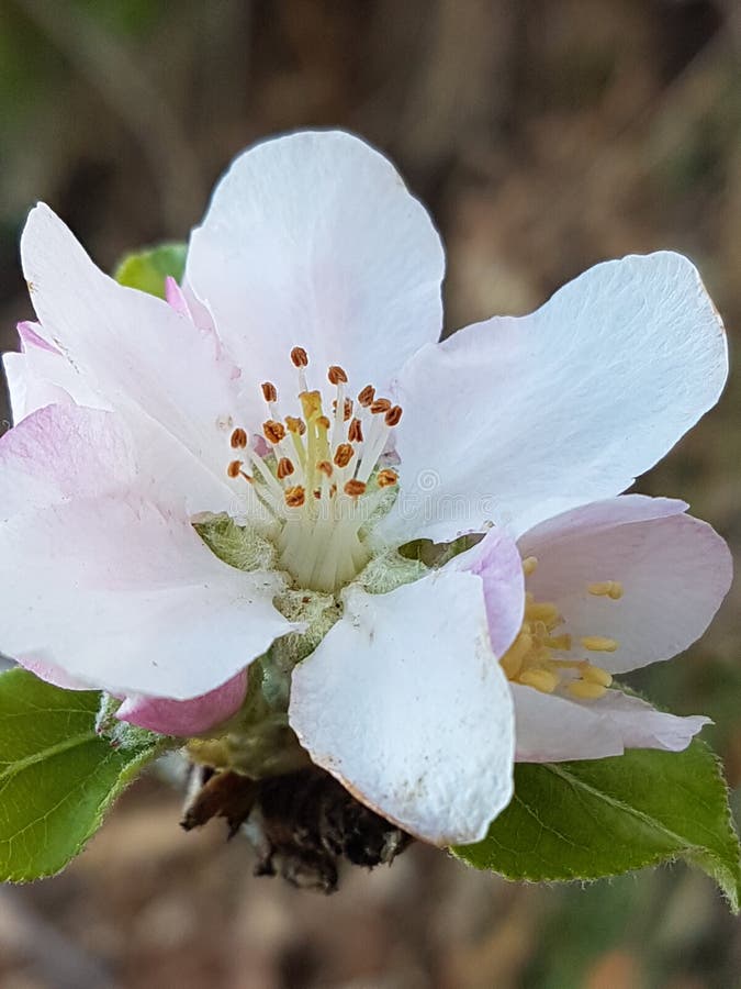 Apple Tree Flowers in the Garden Stock Image - Image of garden, tree ...