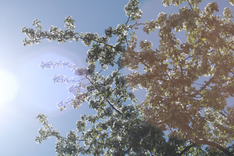 Apple Tree Flowers and Sun. Stock Image - Image of plant, sunny: 118078877