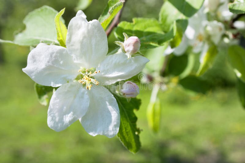 Apple tree flowers stock image. Image of blooming, beautiful - 31092449