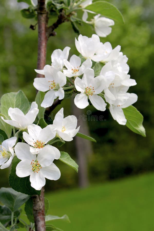 Apple tree flowers stock image. Image of blooming, nature - 78146697