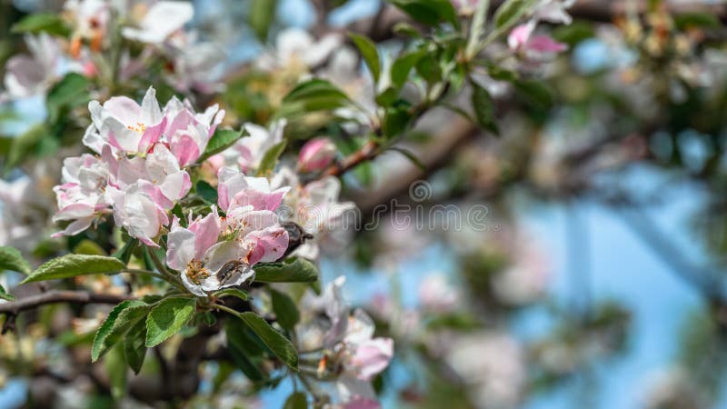 Apple Tree Flowers in Spring Stock Photo - Image of petals, leaves ...