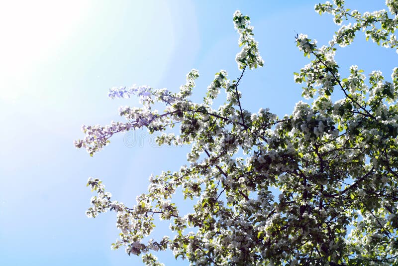 Apple Tree Flowers and Sun. Stock Image - Image of leaf, beautiful ...