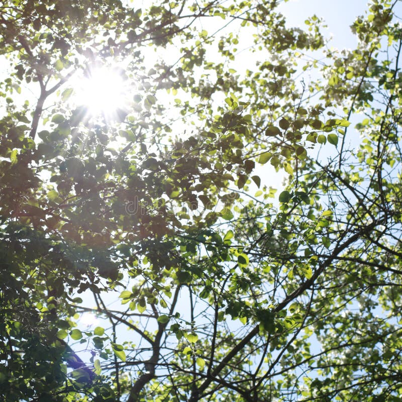 Apple Tree Flowers and Sun. Stock Photo - Image of outdoor, detail ...