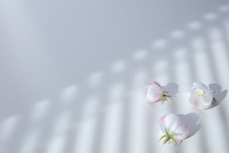 Apple-tree Flowers on a White Background.. Openwork Shade from .the Sun ...