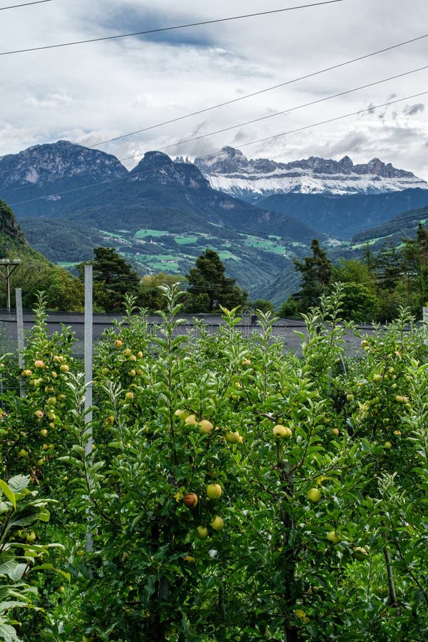 Apple Tree in Front of a Majestic Mountain Range Covered in Snow Stock ...