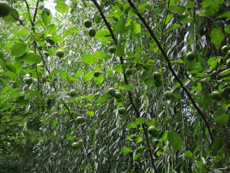 Apple Tree in Front of a Weeping Willow Stock Photo - Image of leaves ...