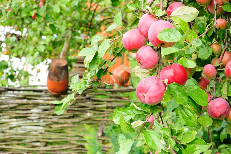 Apple-tree with fruit stock photo. Image of orchard, large - 16064384