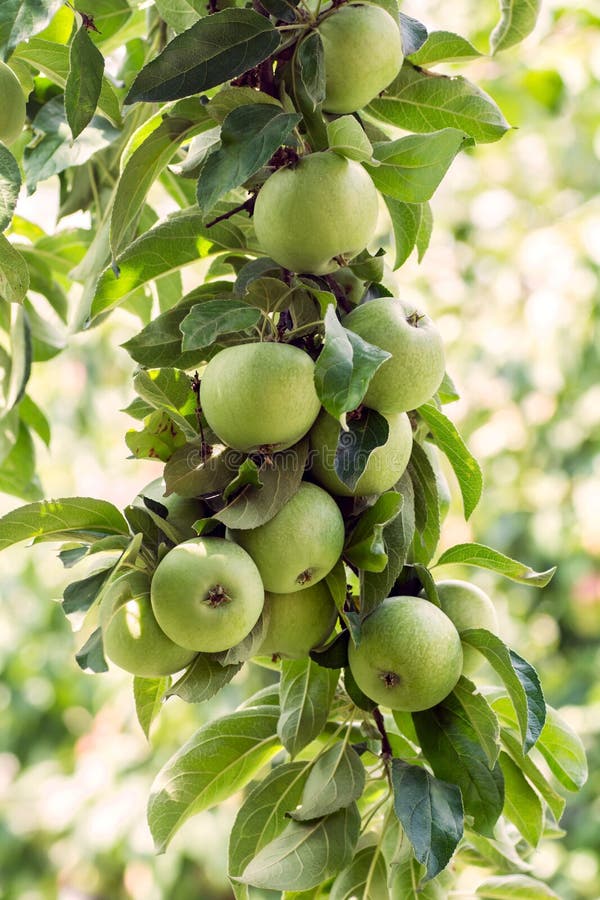Apple Tree Apple-fruit Crop of Apples. Stock Photo - Image of diet ...