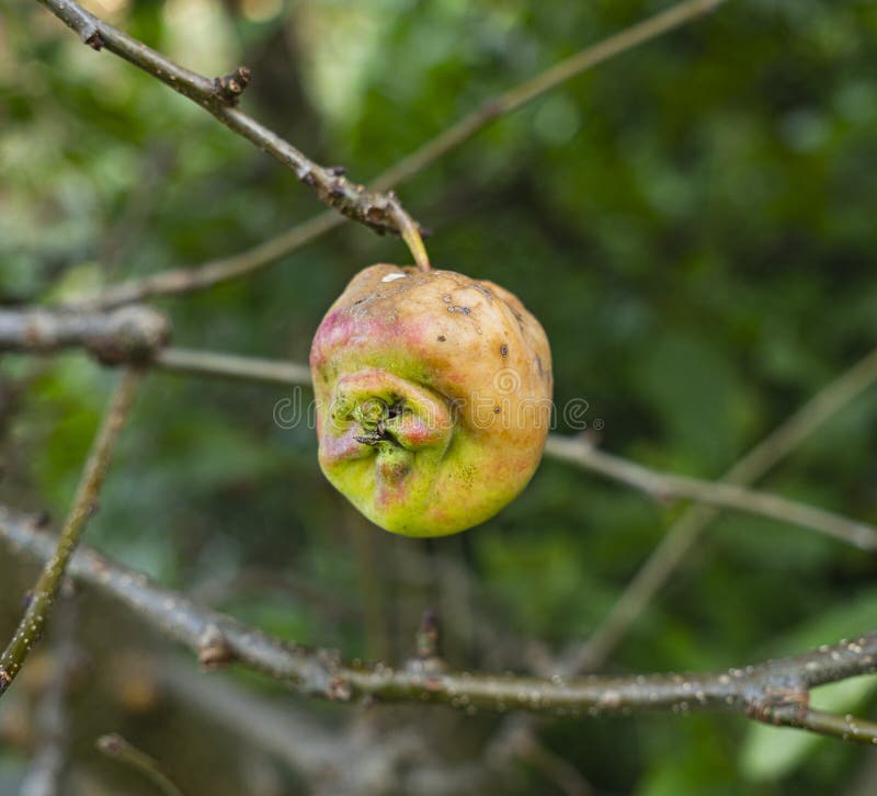 Apple Tree Fruit Destroyed by Fungal Disease in Orchard Stock Image ...