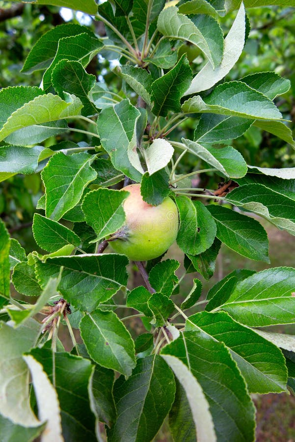 Apple Tree, Fruit of Apple Tree, Green Leaves of Apple Tree, Malus ...