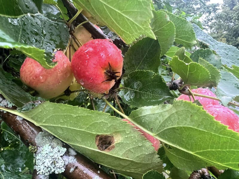 Apple Apple Tree Fruit Sweet and Sour Stock Image - Image of green ...