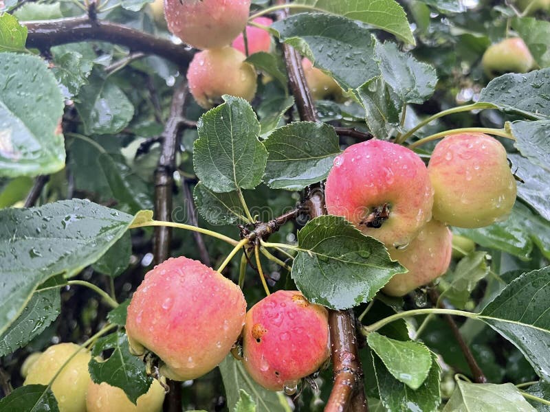 Apple Apple Tree Fruit Sweet and Sour Stock Photo - Image of nature ...