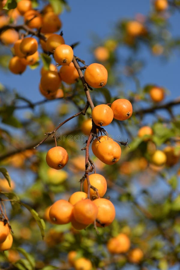 Apple Tree Fruits of the Chinese Golden Variety Stock Photo - Image of ...