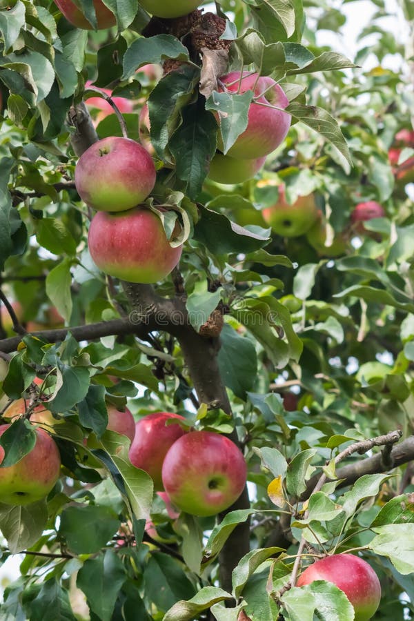 Apple Tree with Fruits in the Garden on the Summer. Stock Image - Image ...