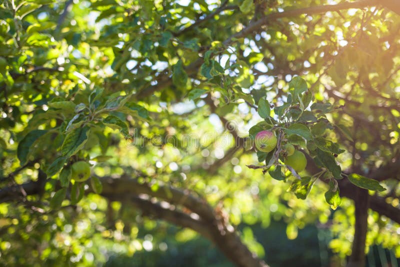 Apple Tree with Fruits stock image. Image of orchard - 95285535