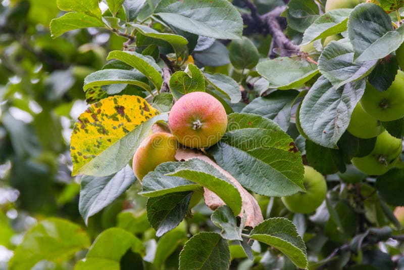 Apple Tree Full of Apples in Apple-tree Garden Stock Photo - Image of ...