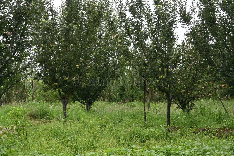 Beautiful Apple Orchard in Kashmir Stock Photo - Image of fruit, apples ...