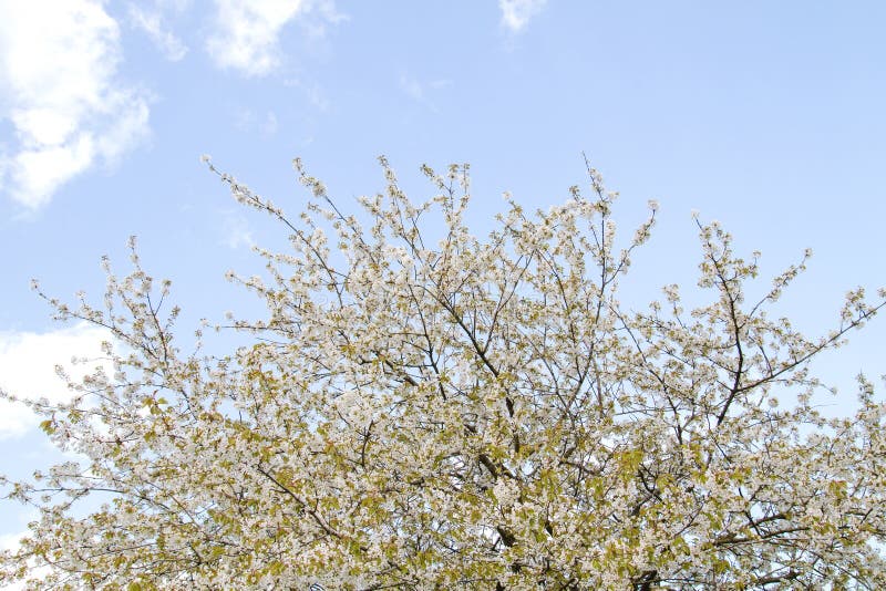 Apple tree in full bloom stock image. Image of ecology - 188284787