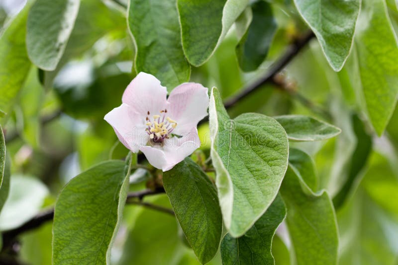 Apple Tree in Full Bloom. All the Branches are Strewed with Buds and ...