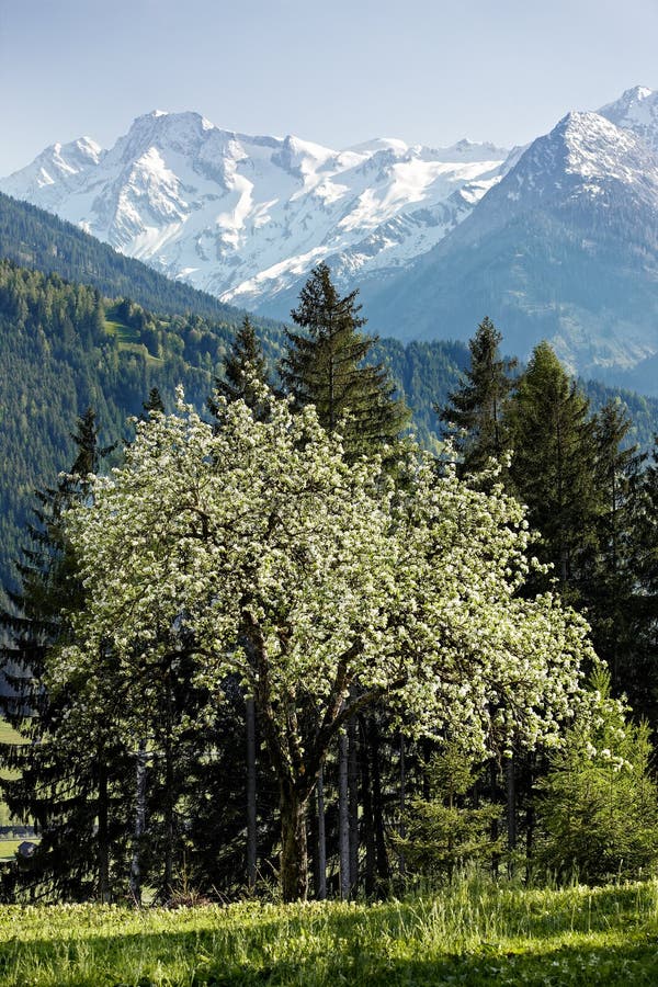 Apple tree in full bloom stock photo. Image of mountains - 53546090