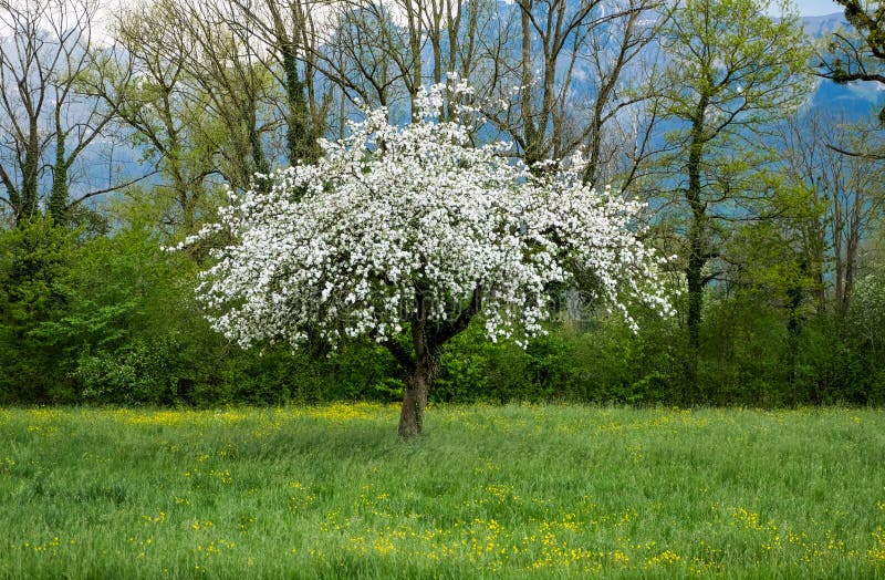 An Apple Tree in Full Bloom on a Grass Field Stock Photo - Image of ...