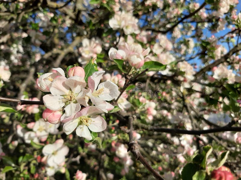 Apple tree in full bloom stock photo. Image of green - 196020358