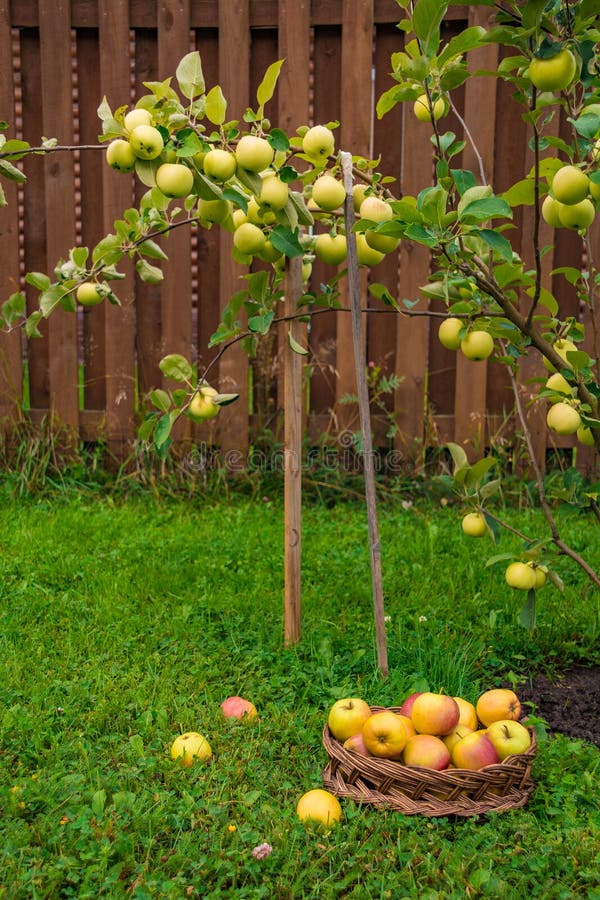 Apple tree in garden stock photo. Image of fresh, eating - 118296582