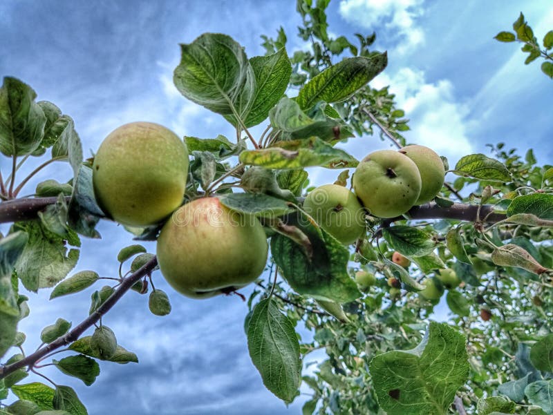 Apple tree in the garden stock photo. Image of fruit - 254154692